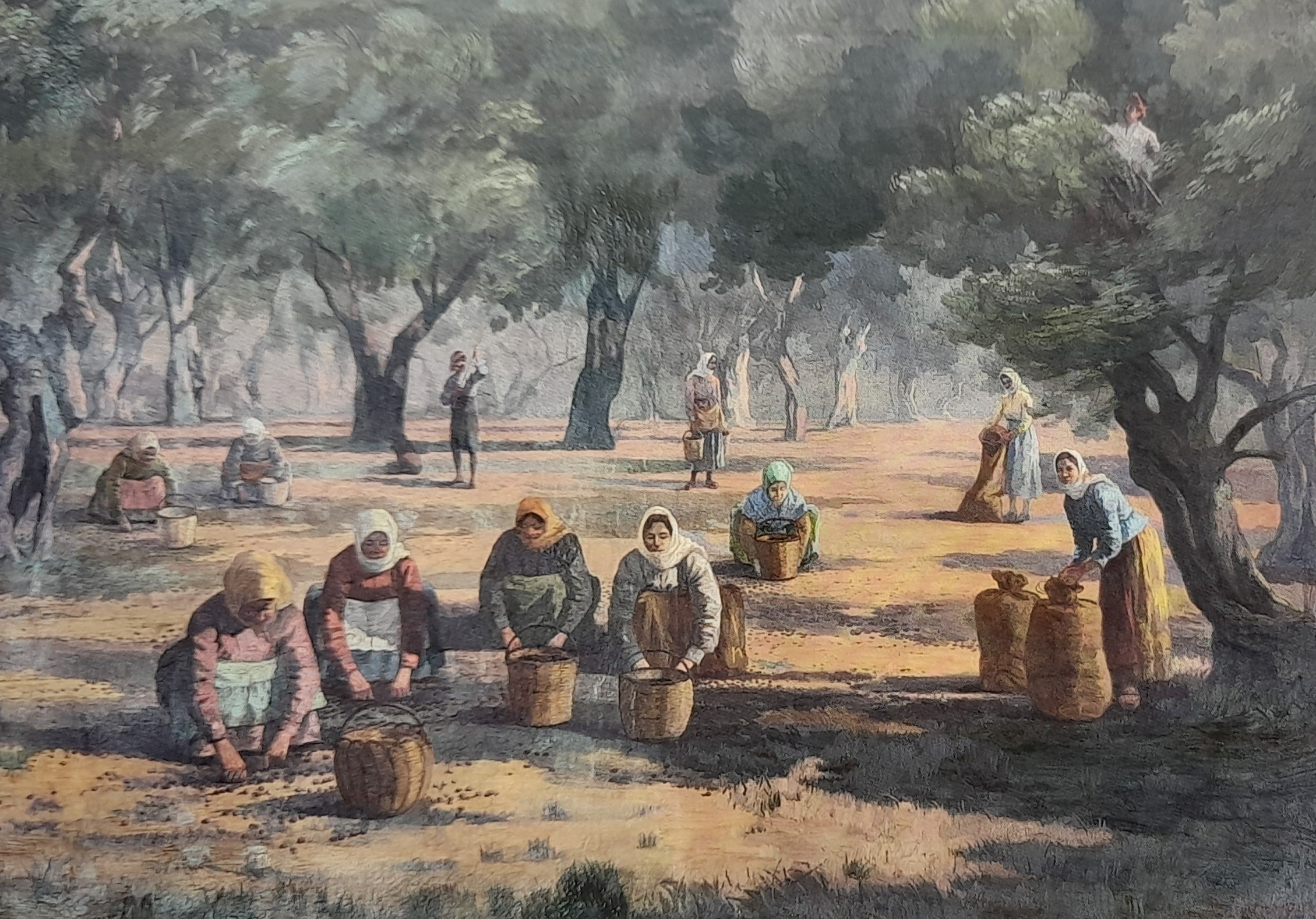 Συγκομιδή Παραγωγή | elialesvos